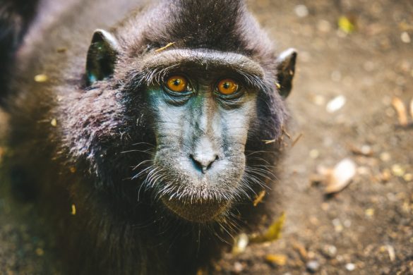 How To Visit Tangkoko National Park In Sulawesi