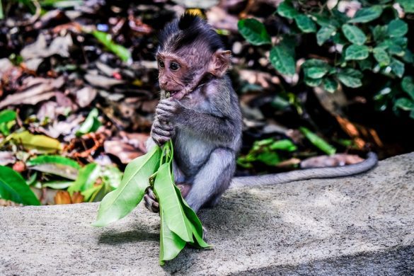 Playing With Bali Monkeys At The Ubud Monkey Forest