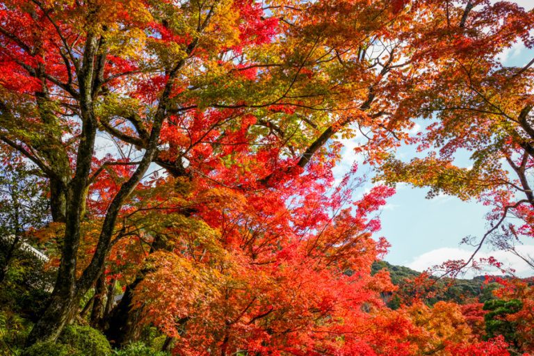 How To Visit Kinkakuji Temple: Kyoto's Golden Pavilion