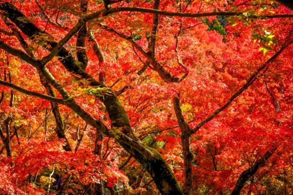22 Best Things To Do In Japan For Fun