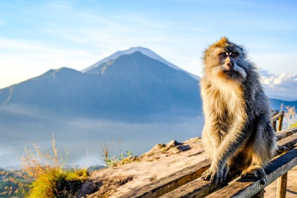 Mount Batur Hike In Bali: How To Do The Sunrise Trek