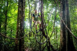 How To Visit Tangkahan Elephant Sanctuary In Sumatra