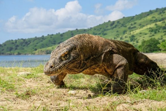 Snakes In Bali: 6 Deadly & Venomous Bali Snakes