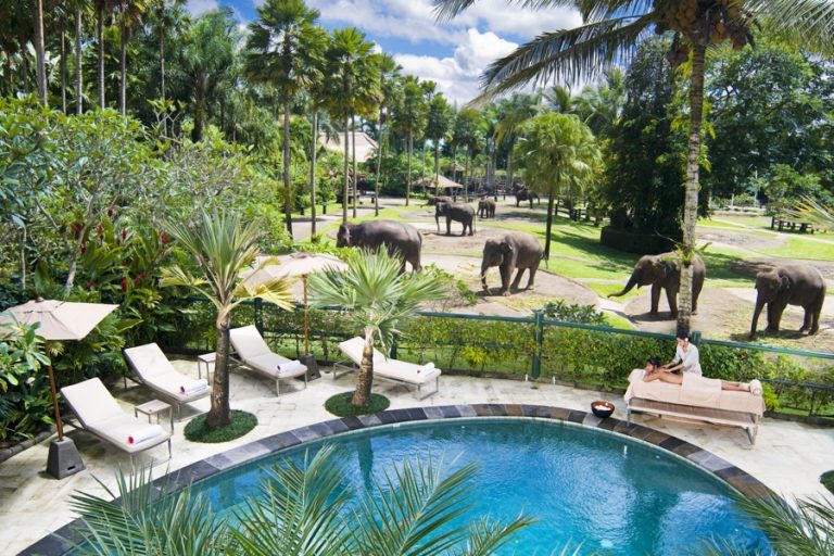 Mason Elephant Sanctuary In Bali: Rescue Park & Lodge