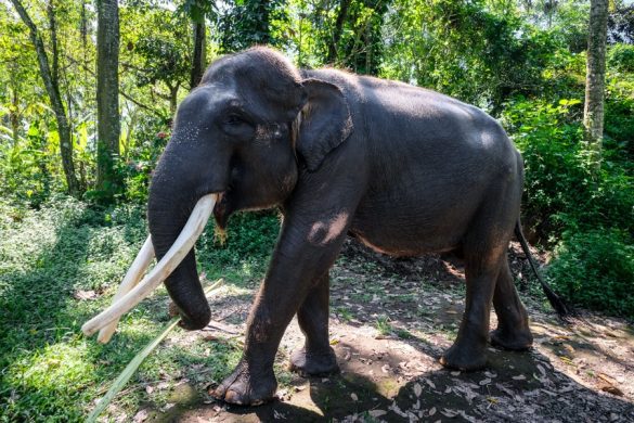 Mason Elephant Sanctuary In Bali: Rescue Park & Lodge