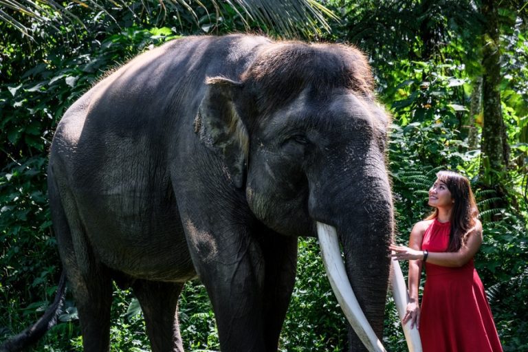 Mason Elephant Sanctuary In Bali: Rescue Park & Lodge