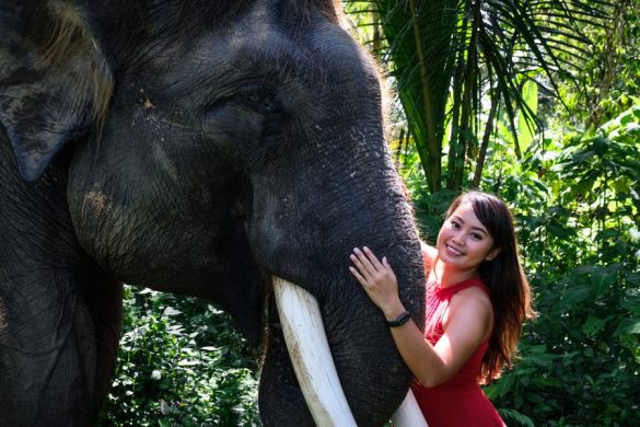Mason Elephant Sanctuary In Bali: Rescue Park & Lodge