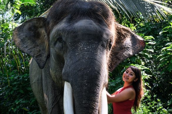 Mason Elephant Sanctuary In Bali: Rescue Park & Lodge