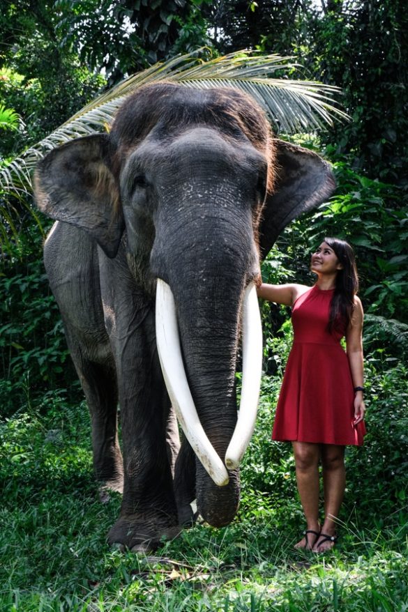 Mason Elephant Sanctuary In Bali: Rescue Park & Lodge