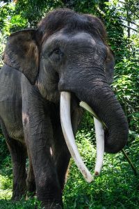 Mason Elephant Sanctuary In Bali: Rescue Park & Lodge