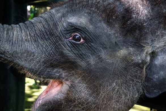 Mason Elephant Sanctuary In Bali: Rescue Park & Lodge