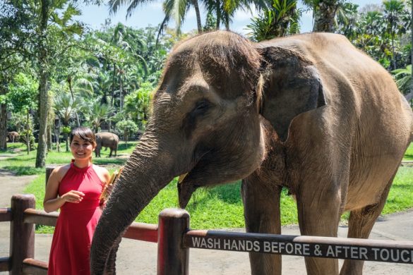 Mason Elephant Sanctuary In Bali: Rescue Park & Lodge