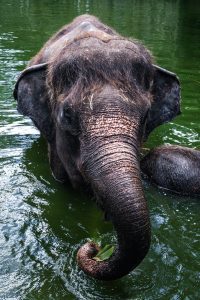 Mason Elephant Sanctuary In Bali: Rescue Park & Lodge