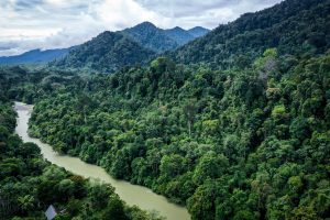 How To Visit Tangkahan Elephant Sanctuary In Sumatra