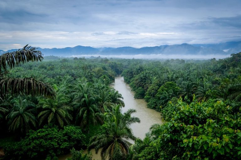 How To Visit Tangkahan Elephant Sanctuary In Sumatra