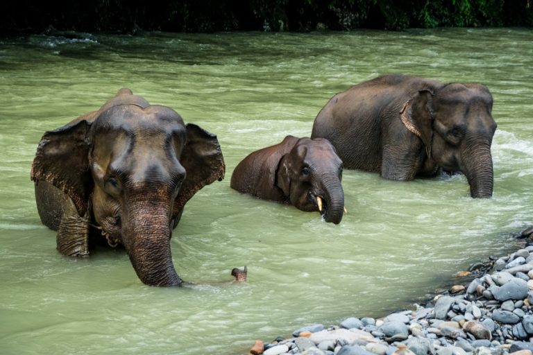 How To Visit Tangkahan Elephant Sanctuary In Sumatra