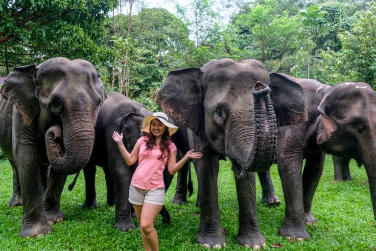 How To Visit Tangkahan Elephant Sanctuary In Sumatra
