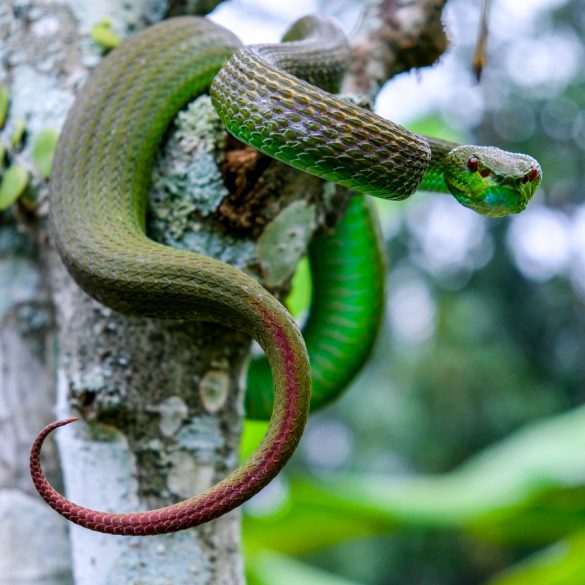 6 Deadly & Venomous Snakes In Bali: A Safety Guide