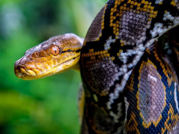 6 Deadly & Venomous Snakes In Bali: A Safety Guide