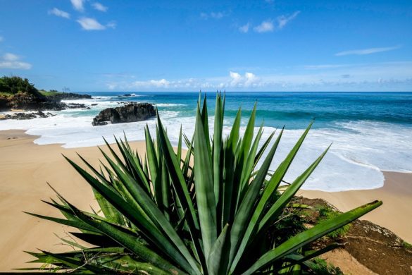 11 Best North Shore Oahu Beaches In Hawaii