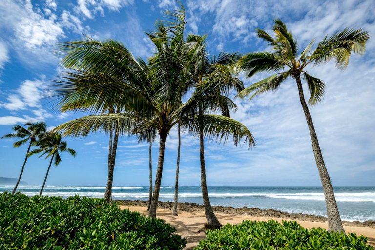 11 Best North Shore Oahu Beaches In Hawaii