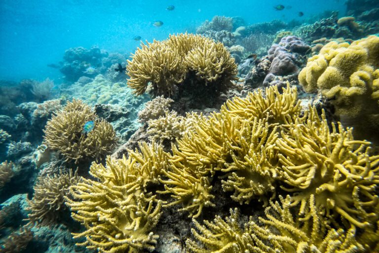 Seram Island & Ora Beach Travel Guide (Maluku, Indonesia)