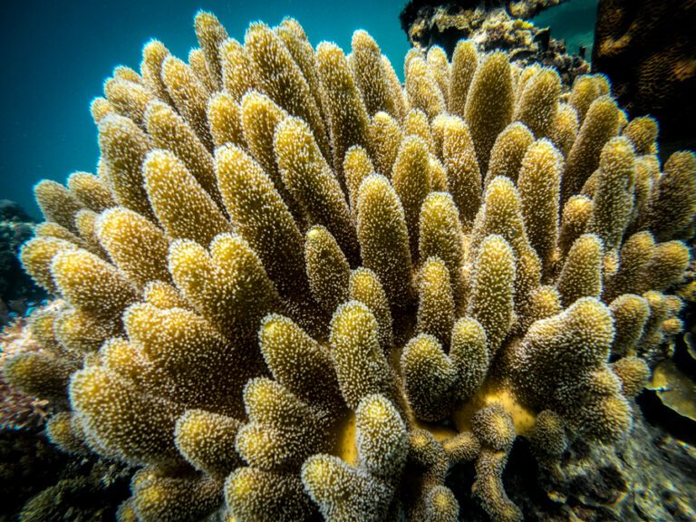 Seram Island & Ora Beach Travel Guide (Maluku, Indonesia)