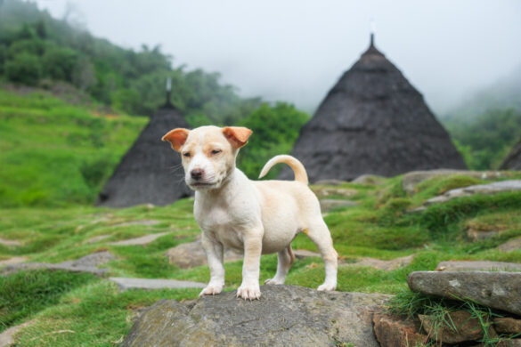How To Visit Wae Rebo Village In Flores, Indonesia